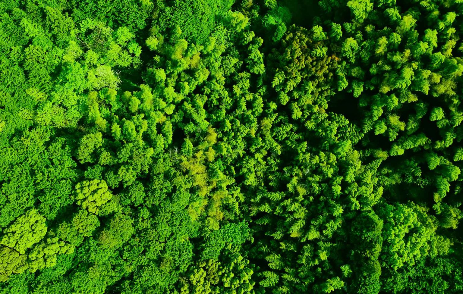 Benefits of Carbon Offsets - Guttman Energy